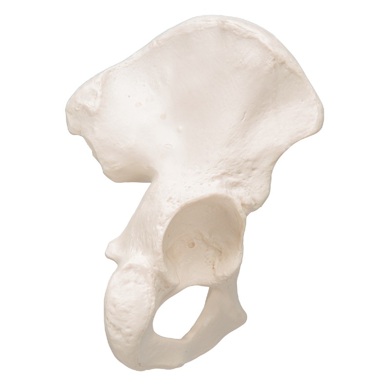 3B Scientific Life-Size Hip Bone Model | Health and Care